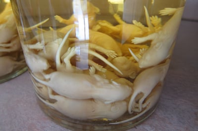Baby Mice Wine - World's Scariest Food
