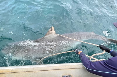 tiger sharks cornwall