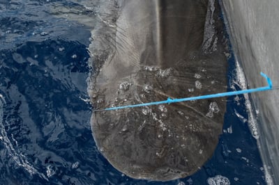 OCEARCH Shark Tracker