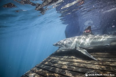 colossus shark tracker