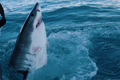 goliath shark tracker