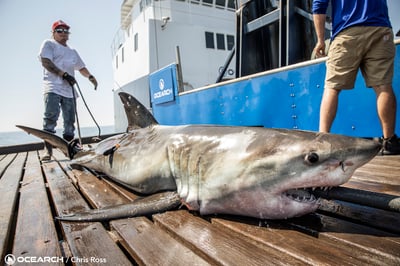 OCEARCH Shark Tracker