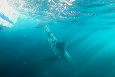 OCEARCH Shark Tracker