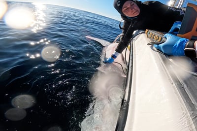 OCEARCH Shark Tracker