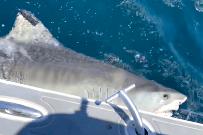 Unicorn Shark Tracker