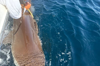 Mira – Shark | OCEARCH Shark Tracker