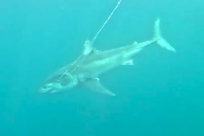 goliath shark tracker