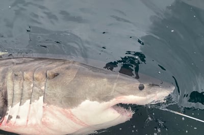 OCEARCH Shark Tracker
