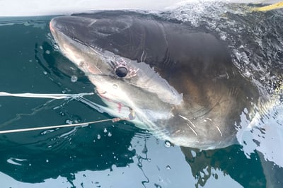 goliath shark tracker