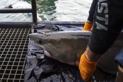 OCEARCH Shark Tracker
