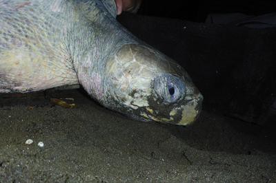 Lady Kemma – Olive Ridley Turtle | OCEARCH Shark Tracker