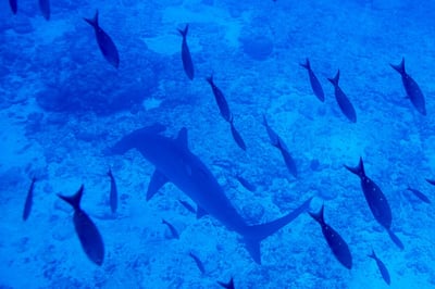 Bec Piper – Hammerhead Shark | OCEARCH Shark Tracker