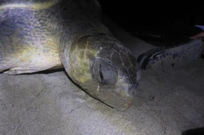 Corale – Olive Ridley Turtle | OCEARCH Shark Tracker
