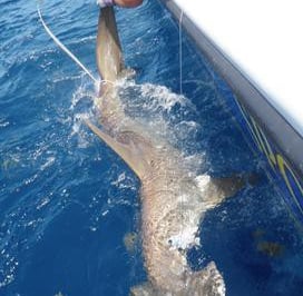 Hunter – Shark | OCEARCH Shark Tracker