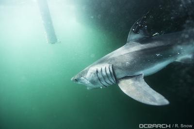 OCEARCH Shark Tracker
