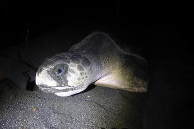 Olivia – Olive Ridley Turtle | OCEARCH Shark Tracker
