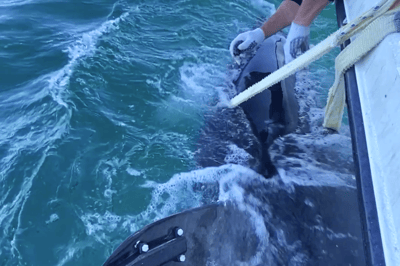Unicorn Shark Tracker