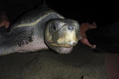 OCEARCH Shark Tracker