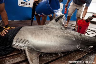 colossus shark tracker