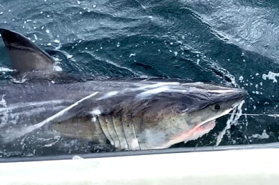 Unicorn Shark Tracker
