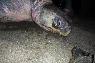 Margarita – Olive Ridley Turtle | OCEARCH Shark Tracker