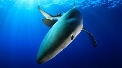 OCEARCH Shark Tracker