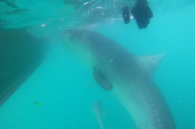 OCEARCH Shark Tracker