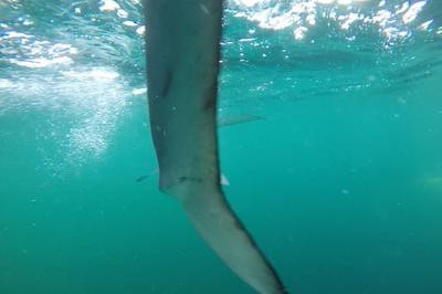 OCEARCH Shark Tracker