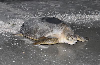 OCEARCH Shark Tracker