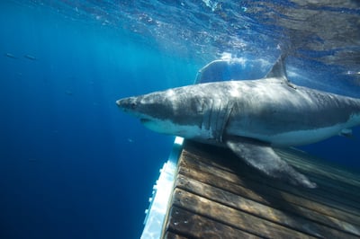 OCEARCH Shark Tracker