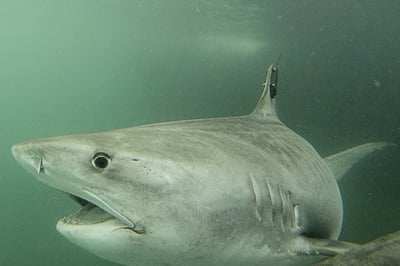 OCEARCH Shark Tracker