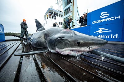 chum shark tracker