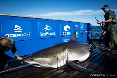 colossus shark tracker