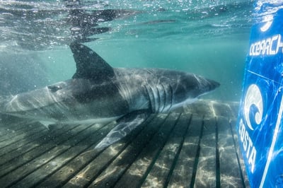 OCEARCH Shark Tracker