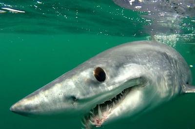 Mako Shark Mouth