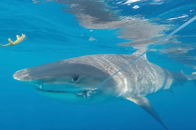 Alan – Tiger Shark | OCEARCH Shark Tracker