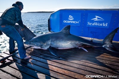 colossus shark tracker