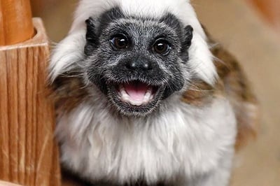 Zvěřinec na statku - SÍŤ PODPORY LIDEM NA SPEKTRU A JEJICH RODINÁM V ČR