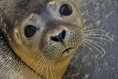 Seal eyeballs - World's Scariest Food | Mapotic
