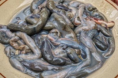 Tamilok - World's Scariest Food | Mapotic