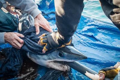 Pablo – Mako Shark | OCEARCH Shark Tracker
