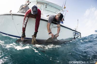 Joseph – Tiger Shark | OCEARCH Shark Tracker