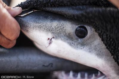 Manhattan – White Shark | OCEARCH Shark Tracker