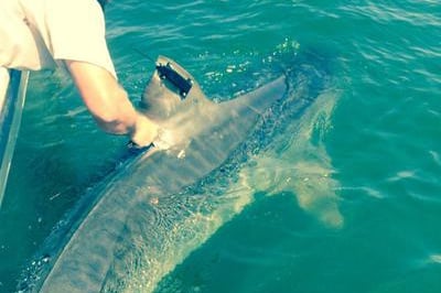 Bailey – Tiger Shark | OCEARCH Shark Tracker