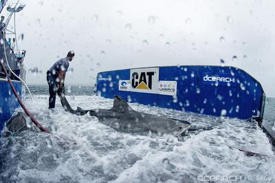 Maroochy – Tiger Shark | OCEARCH Shark Tracker