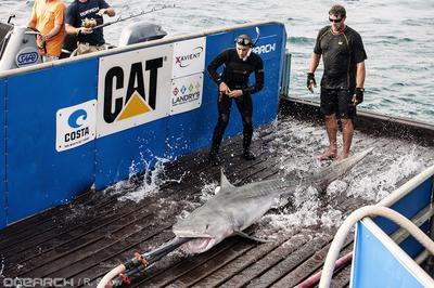 Alice – Tiger Shark | OCEARCH Shark Tracker