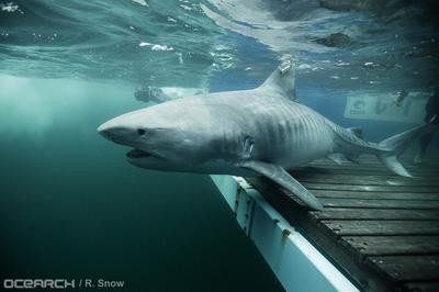 Aussie – Tiger Shark | OCEARCH Shark Tracker