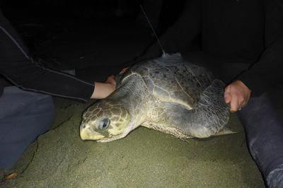 Mariela – Olive Ridley Turtle | OCEARCH Shark Tracker