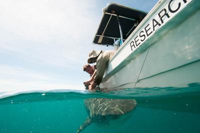 Hannah – Tiger Shark | OCEARCH Shark Tracker