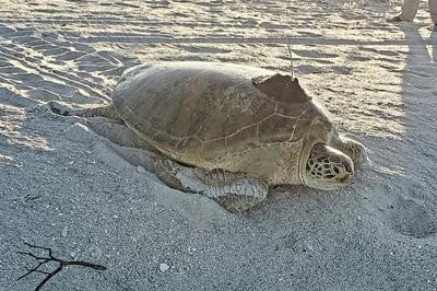 Andrea – Green Sea Turtle | OCEARCH Shark Tracker